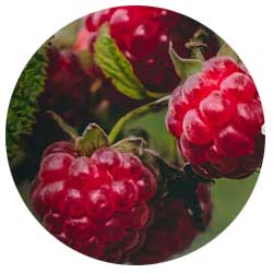 Gen_Fruit_Cal – The Institute for Art and Olfaction